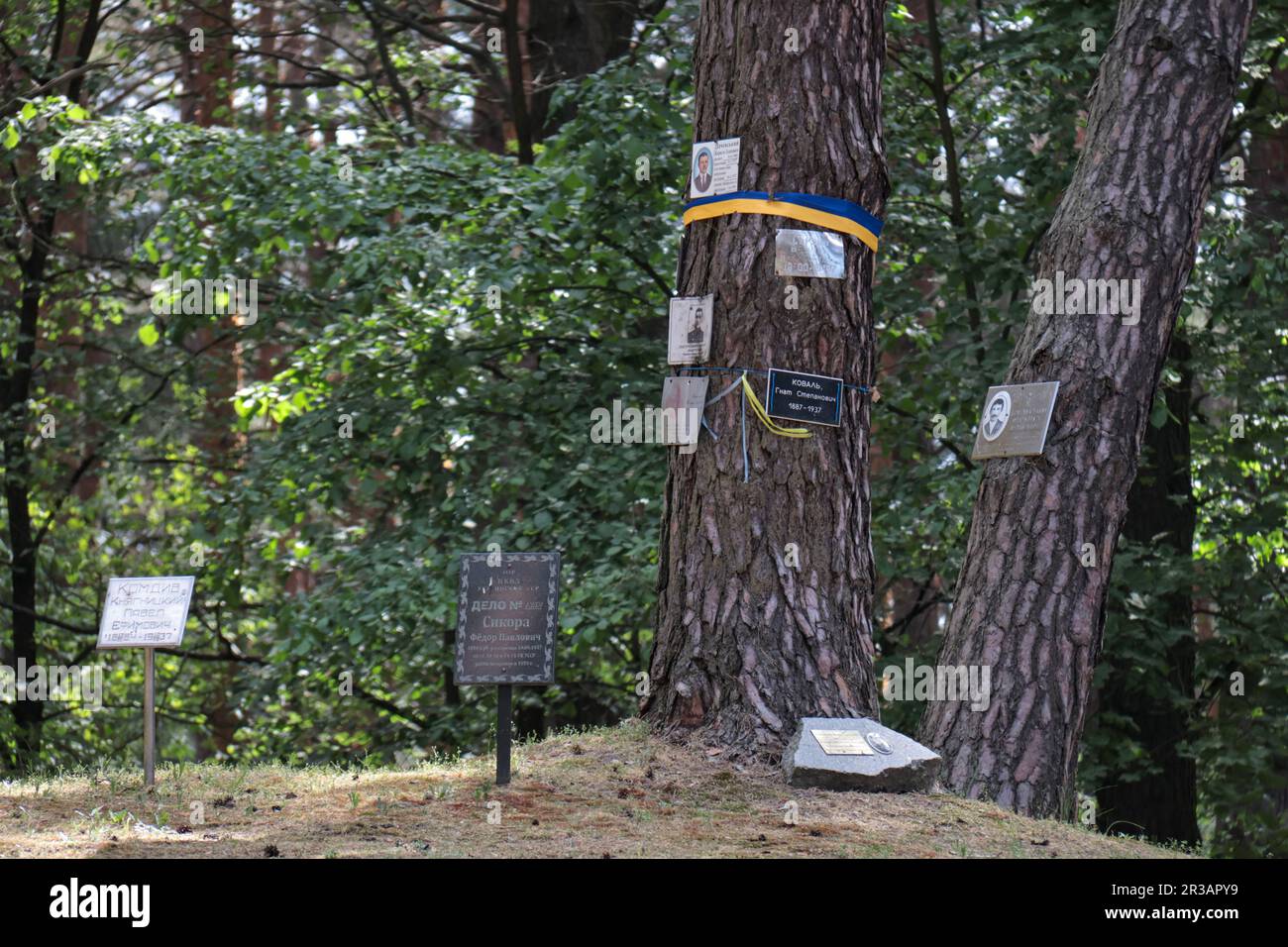 KYIV, UKRAINE - MAY 21, 2023 - Memorials are seen by the trees at the ...