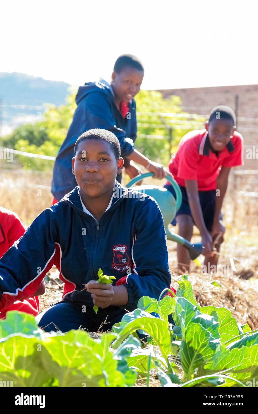 School children learning about agriculture and farming Stock Photo - Alamy