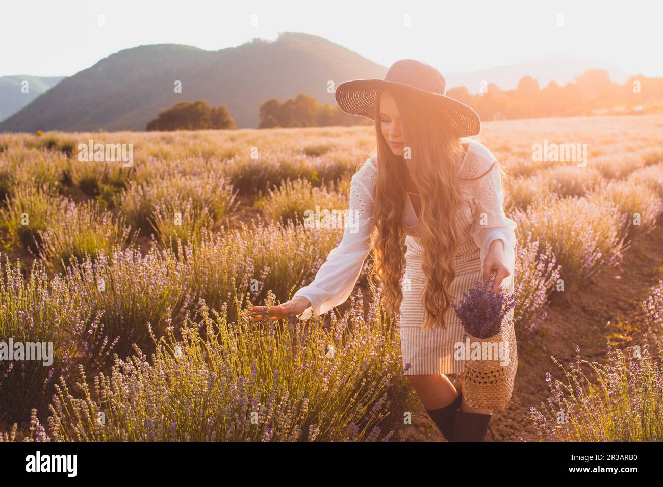 The extraordinary day on a lavender plantation Stock Photo - Alamy