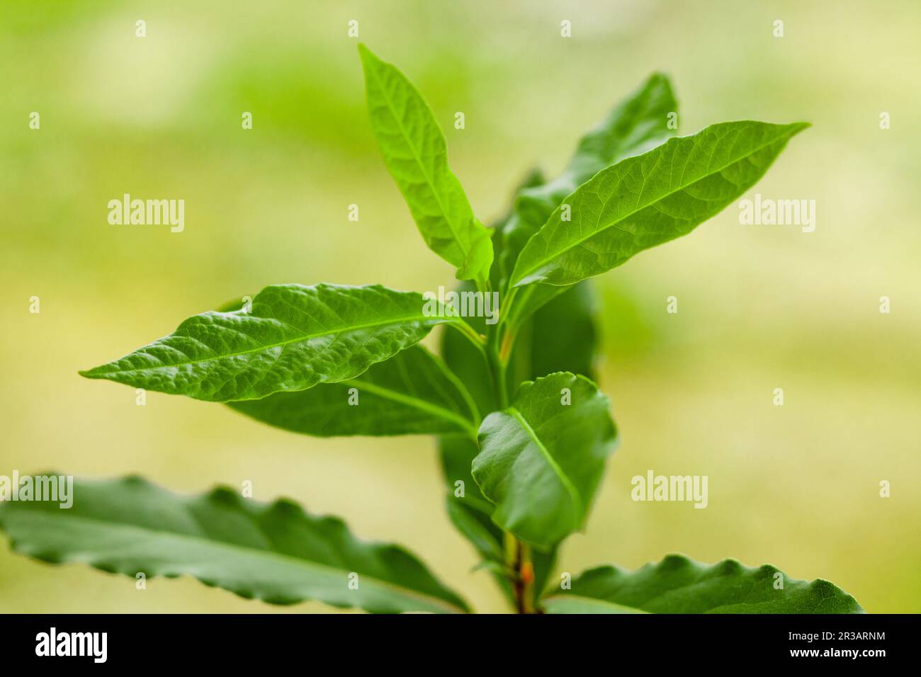 Bay leaf bush hi-res stock photography and images - Alamy