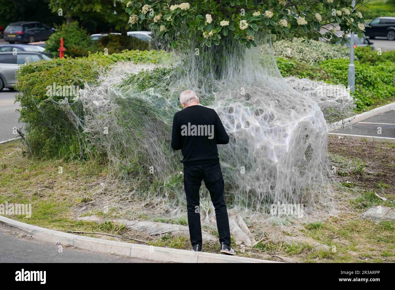 People observe a mass of silken webbing on shrubs at Meole Brace Retail ...