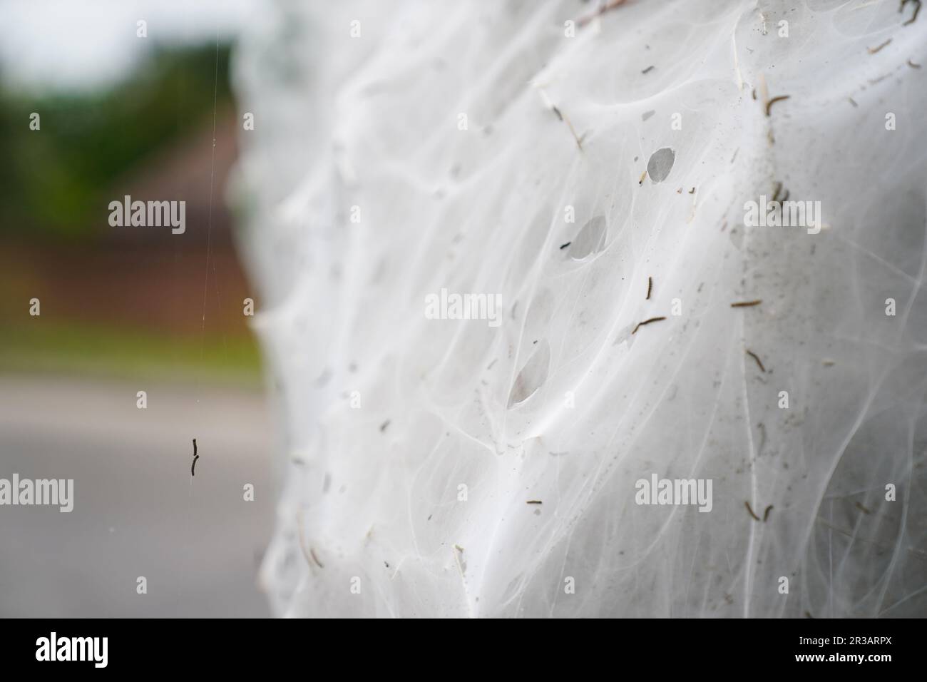Webbing on shrubs hi-res stock photography and images - Alamy
