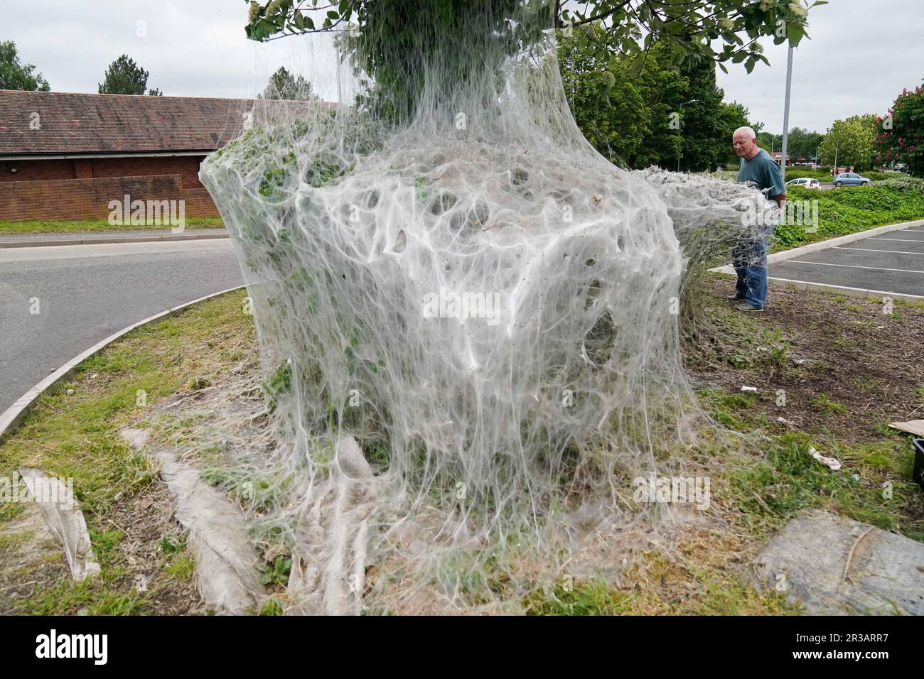 People observe a mass of silken webbing on shrubs at Meole Brace Retail ...