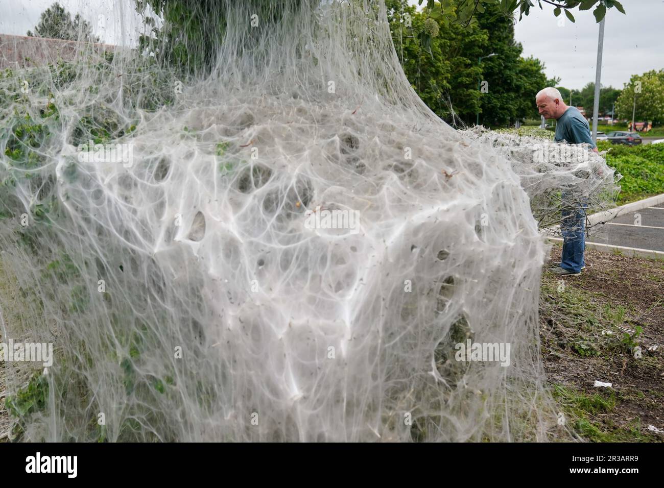 People observe a mass of silken webbing on shrubs at Meole Brace Retail ...