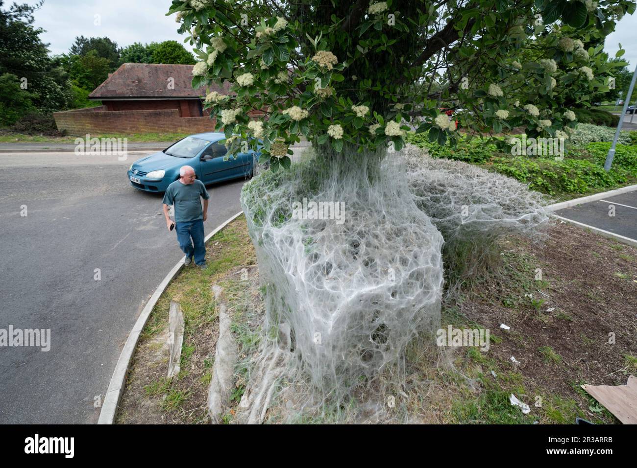 Webbing on shrubs hi-res stock photography and images - Alamy