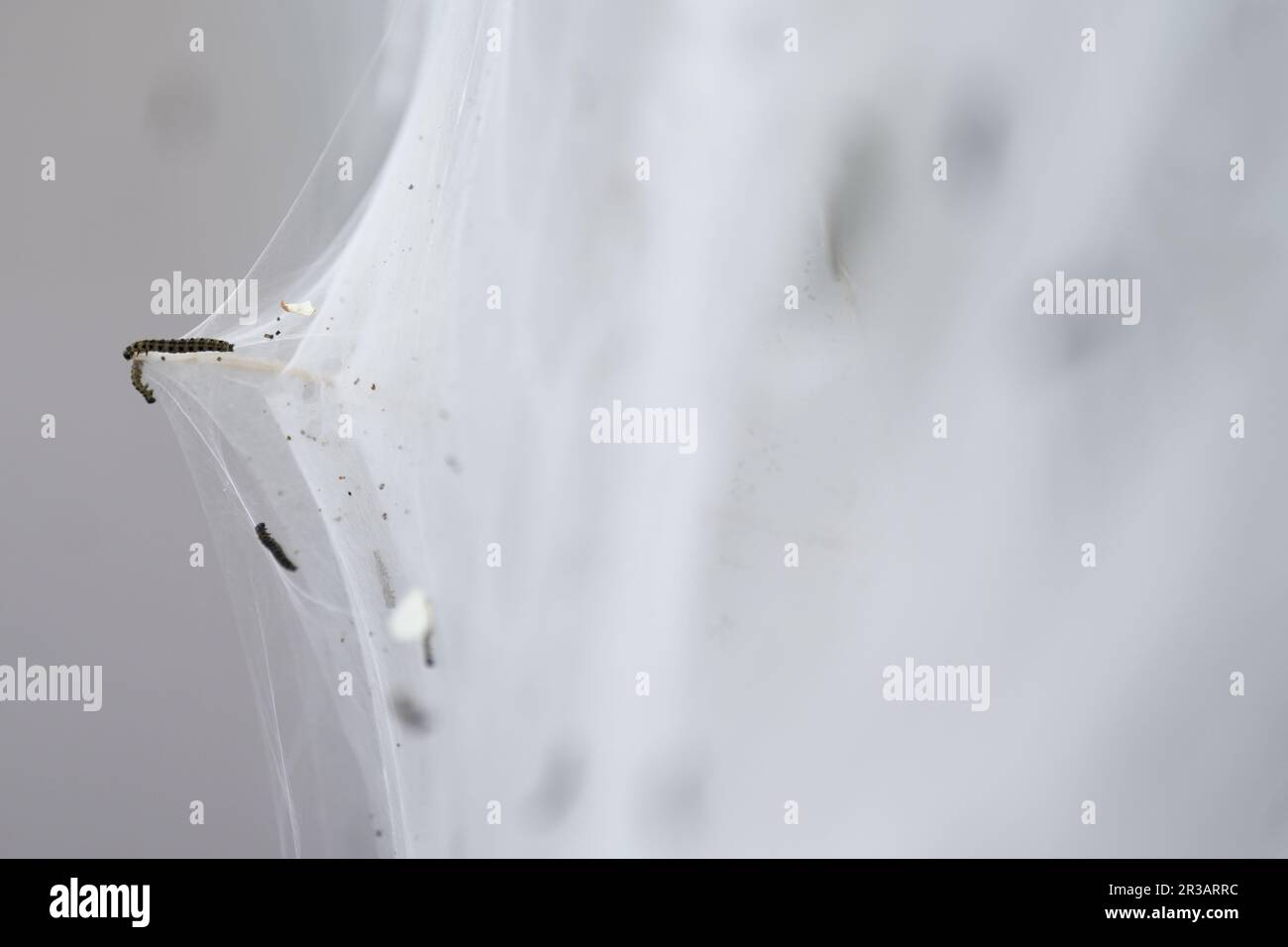 Webbing on shrubs hi-res stock photography and images - Alamy