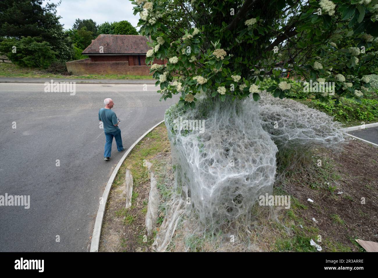 Webbing on shrubs hi-res stock photography and images - Alamy
