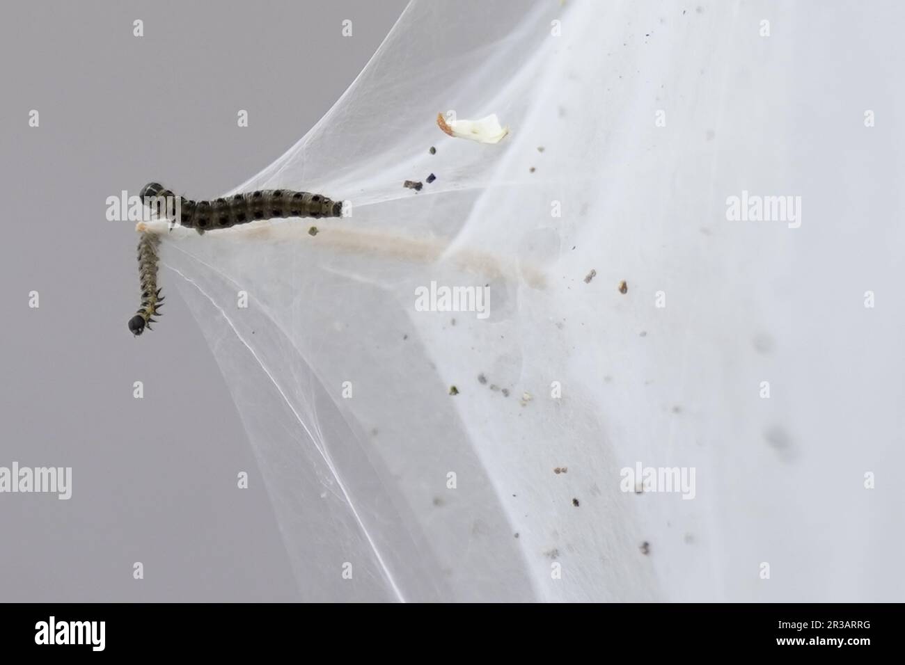 Webbing on shrubs hi-res stock photography and images - Alamy