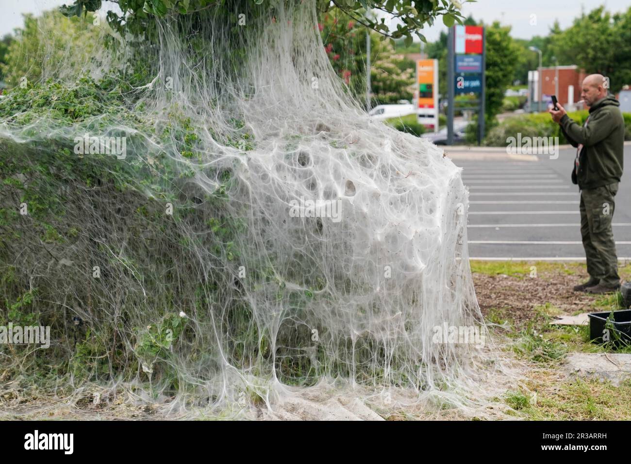 Webbing on shrubs hi-res stock photography and images - Alamy