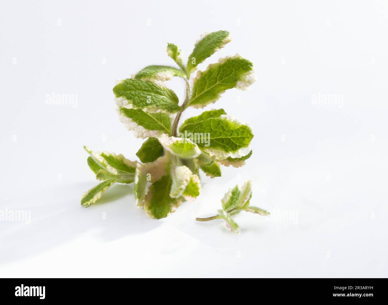 Pineapple mint hi-res stock photography and images - Alamy