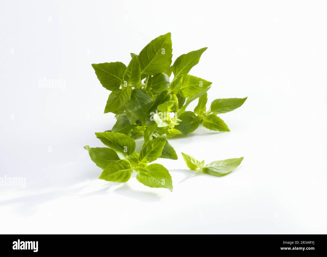 Fresh turkish bush basil on a white background Stock Photo - Alamy