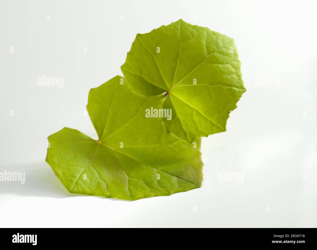 Coltsfoot leaves hi-res stock photography and images - Alamy