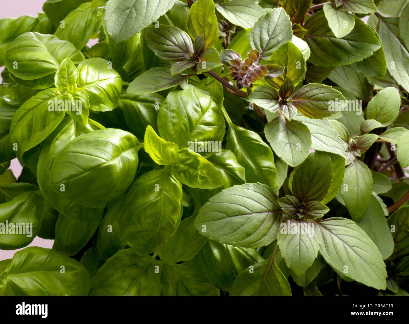 Two different types of fresh basil Stock Photo - Alamy