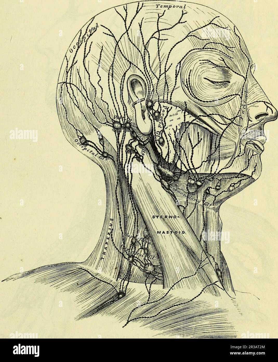 "Anatomy, descriptive and surgical [electronic resource]" (1860 Stock ...