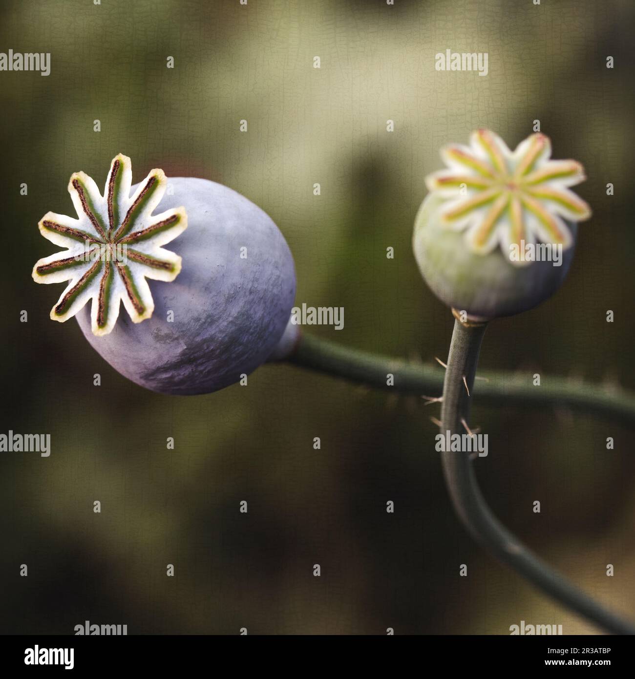 Dried poppy pods in garden with texture overlay Stock Photo - Alamy