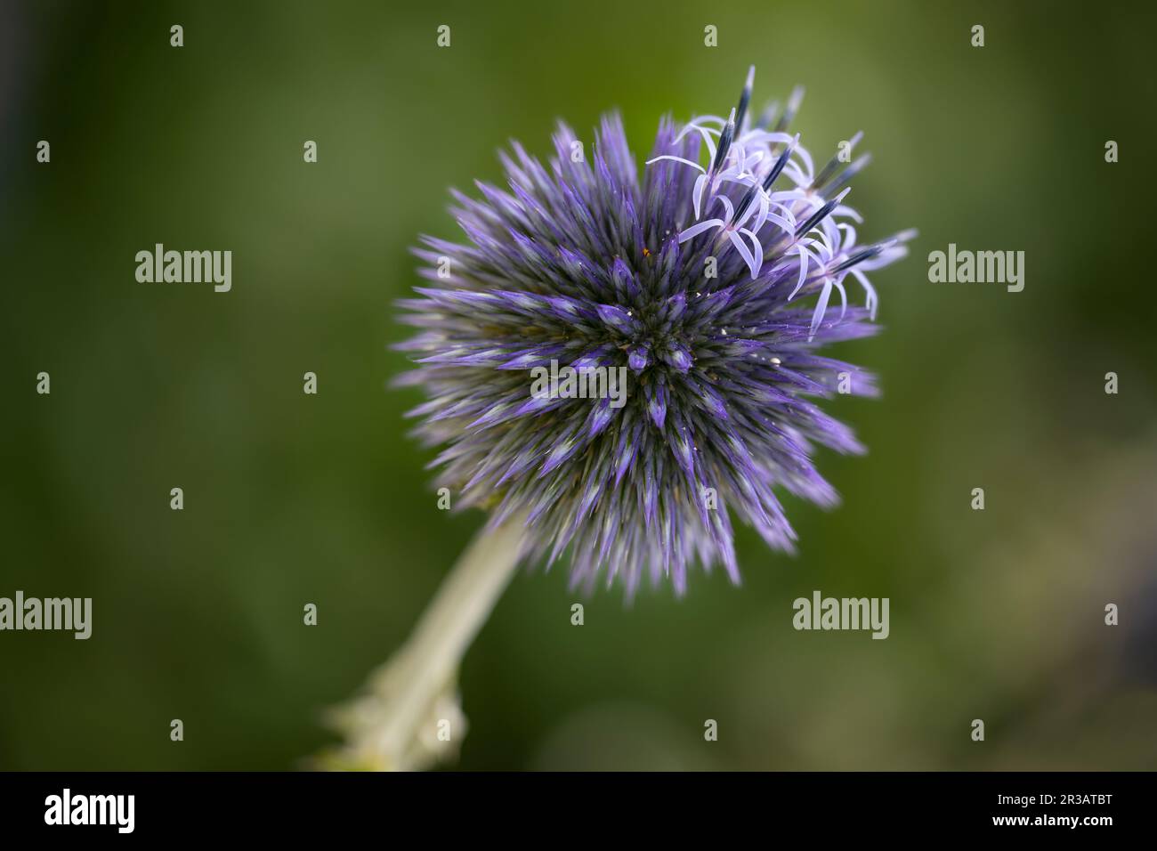 Ball thistle hi-res stock photography and images - Alamy