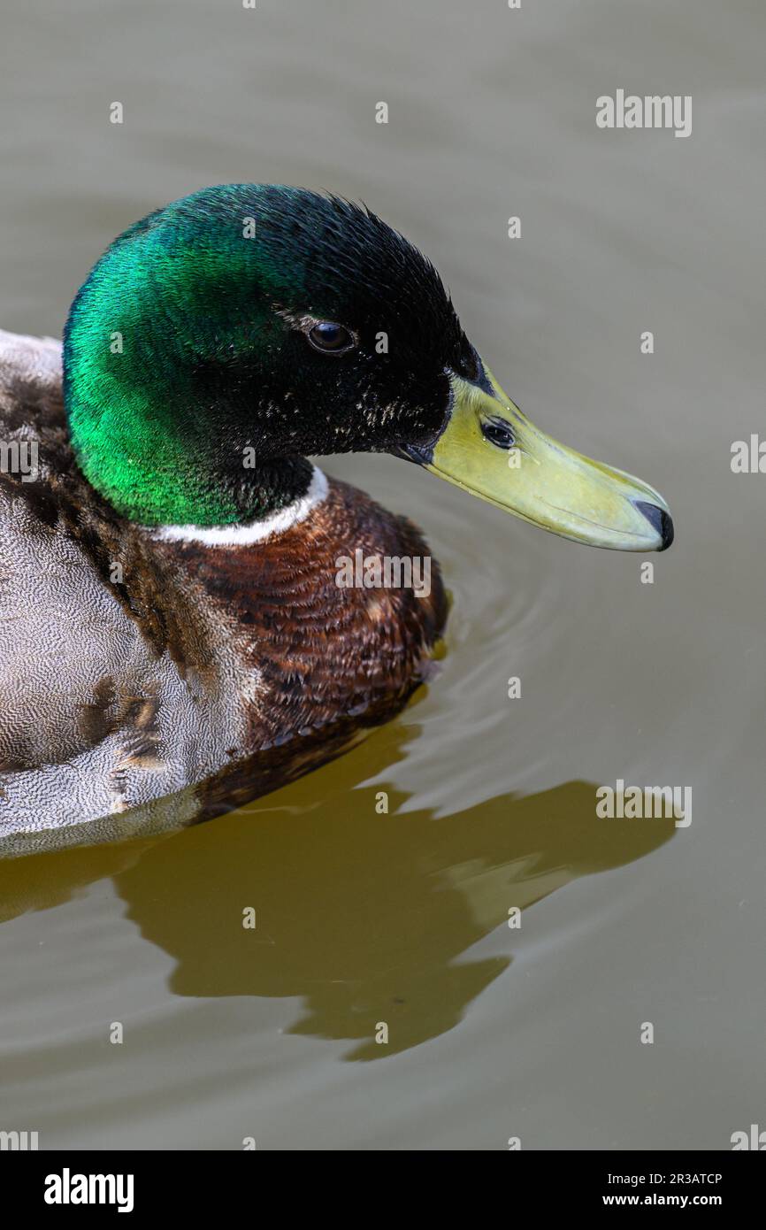 single Mallard duck portrait Stock Photo - Alamy