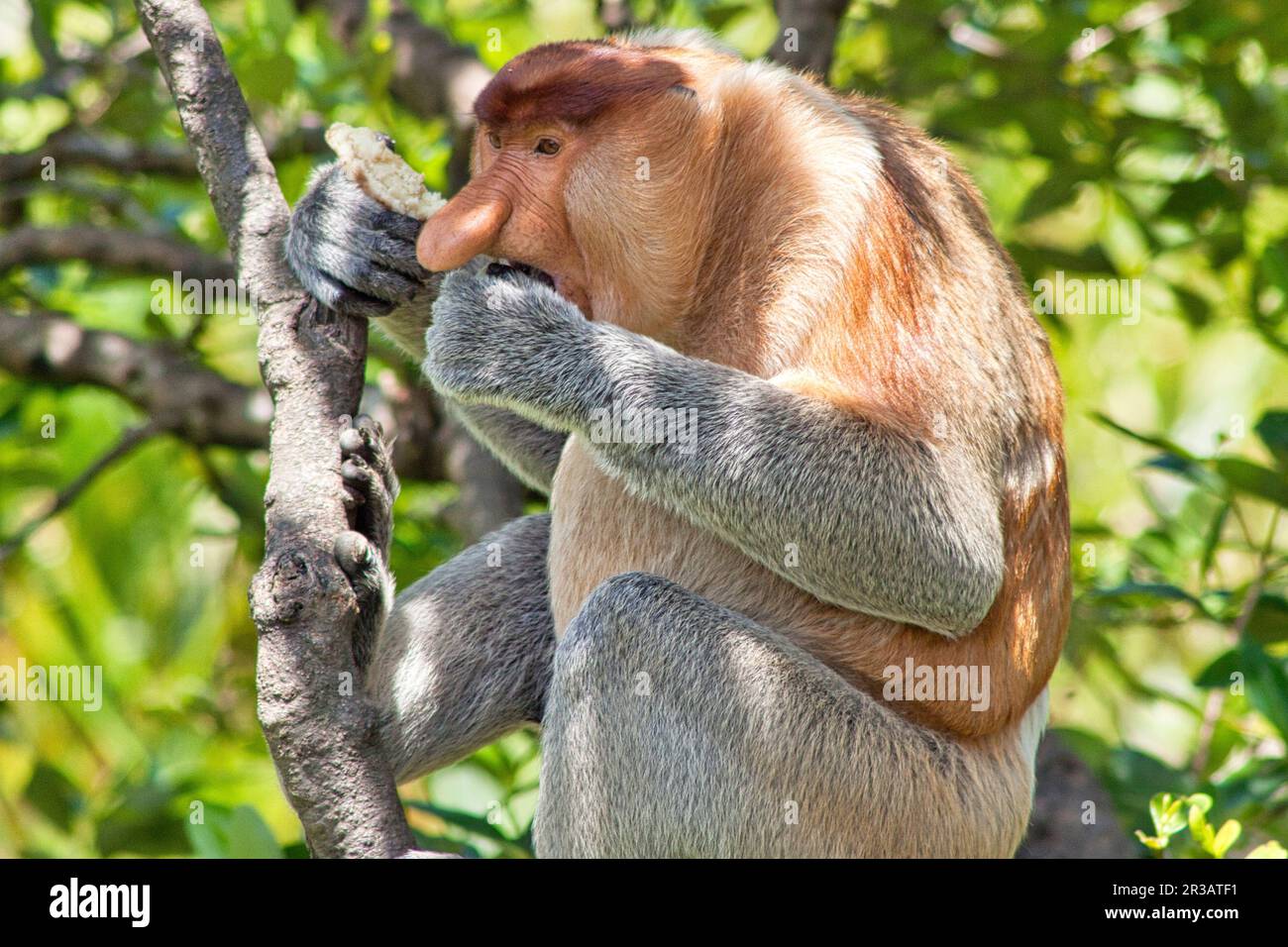 Nose monkey in Borneo Stock Photo - Alamy