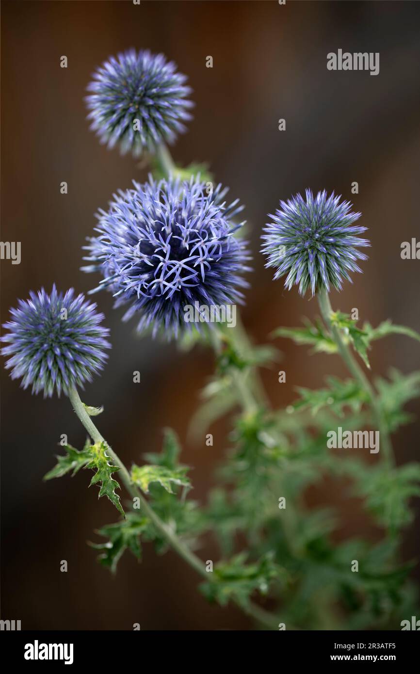 Ball thistle hi-res stock photography and images - Alamy