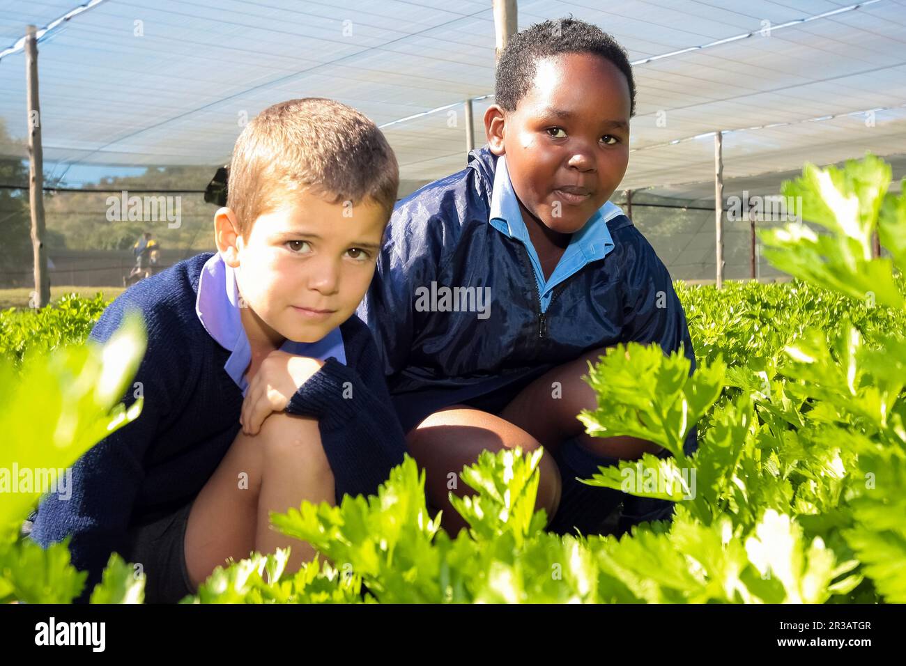 School children learning about agriculture and farming Stock Photo - Alamy