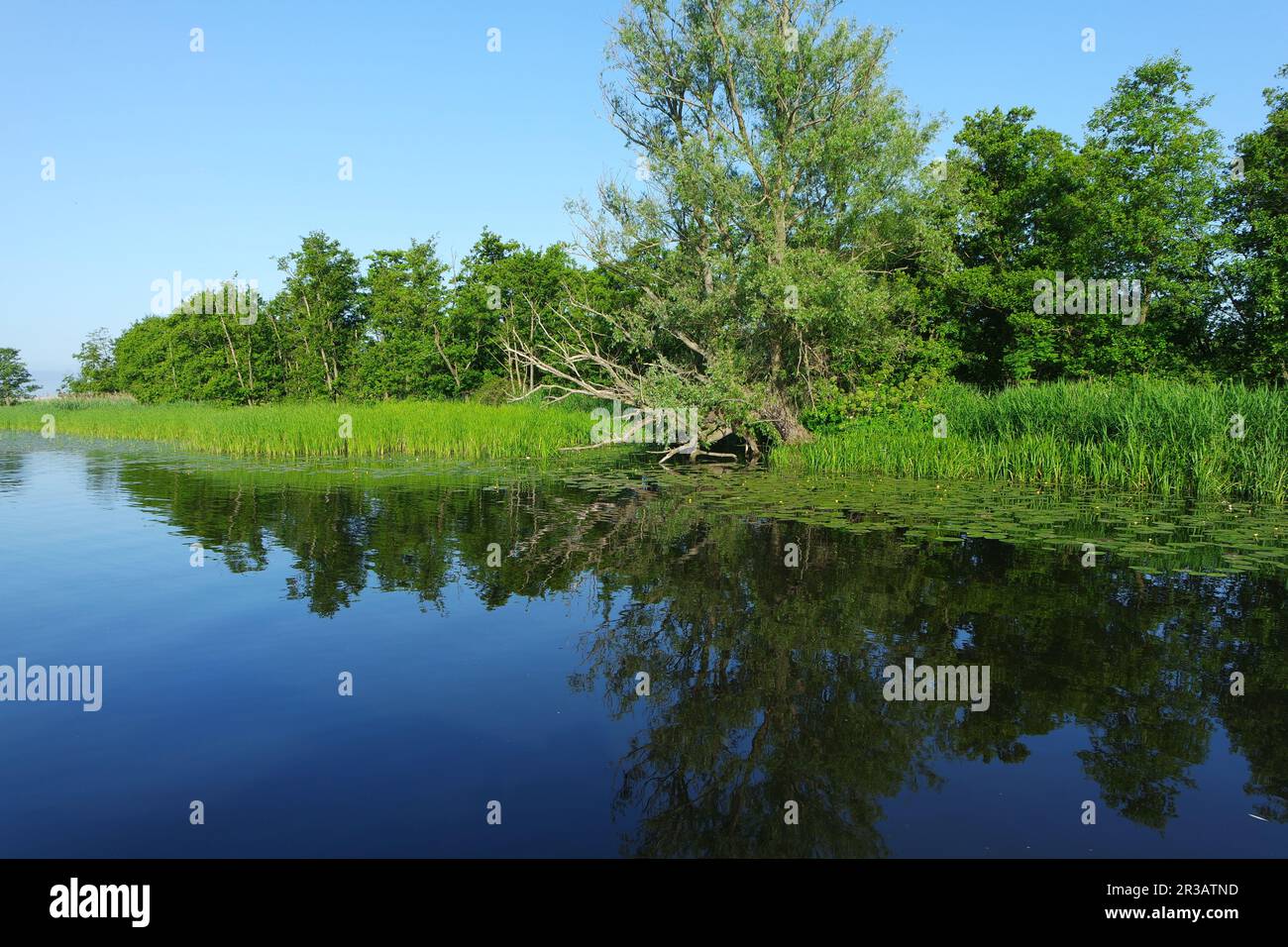 Green Lagoon shore, Stepnica Stock Photo - Alamy