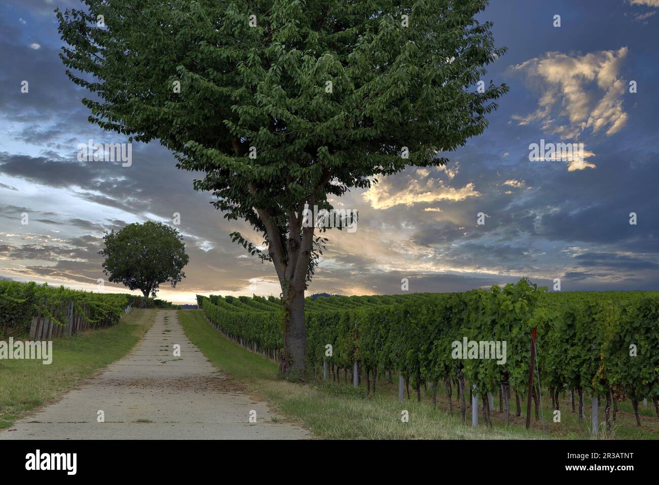 Vineyard and trees Stock Photo - Alamy