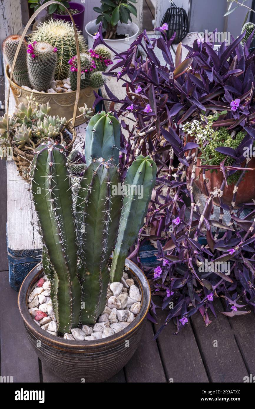 Cactaceae, the cacti, known as cacti, cacti or captus, is a family of ...