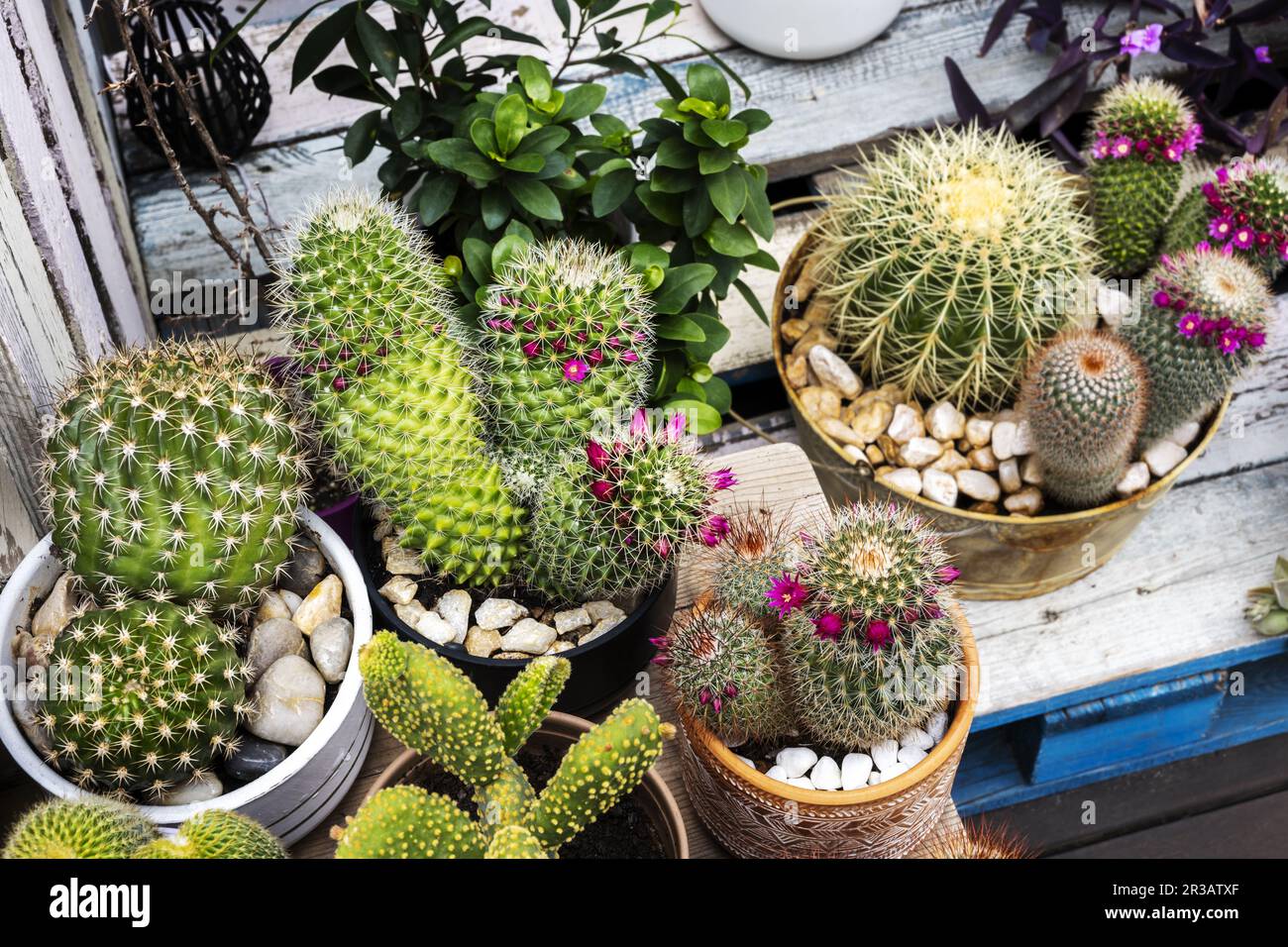 Cacti inhabit various regions, from coastal plains to high mountain ...