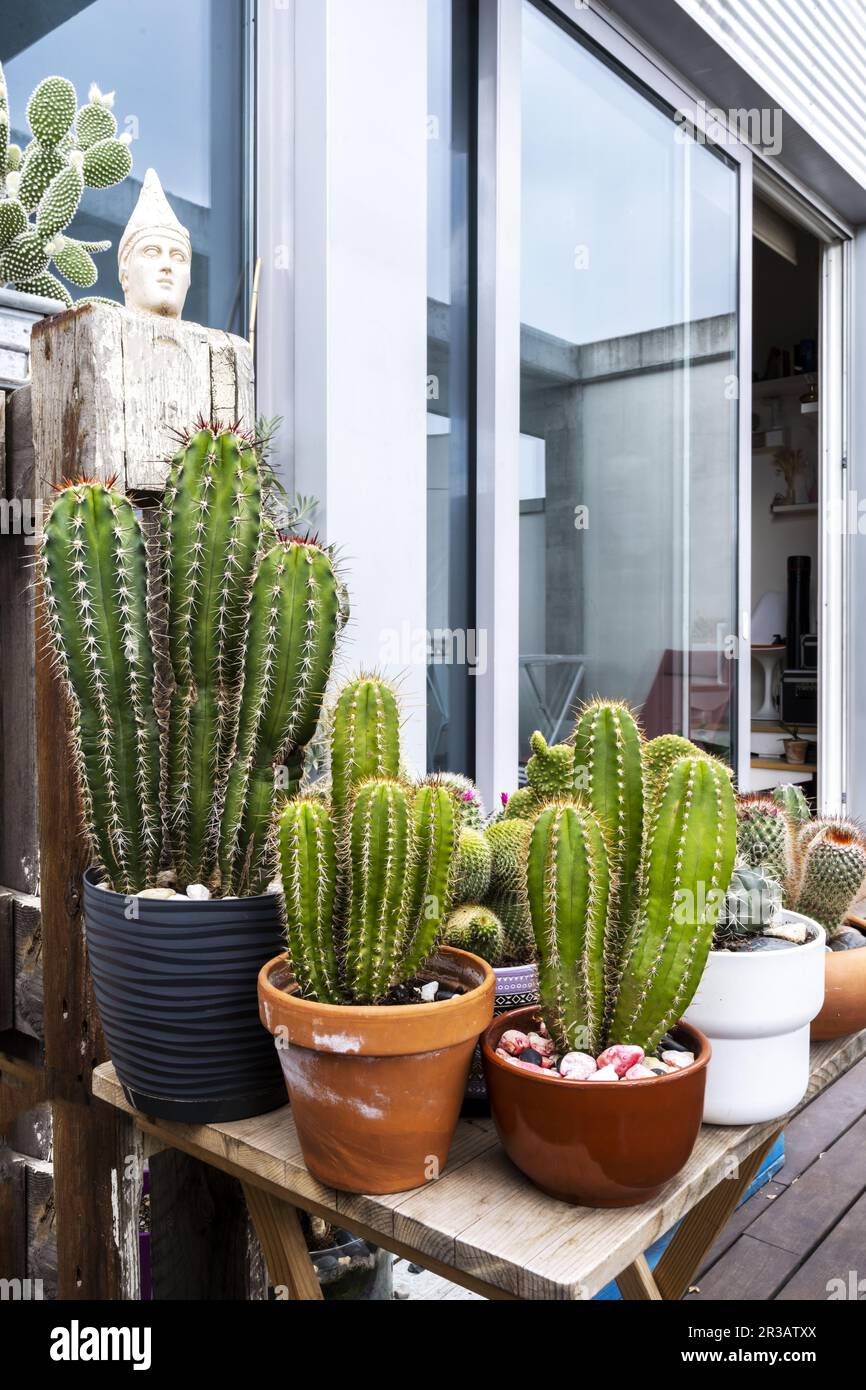 The word cactus derives from the Greek Κάκτος káktos, first used by the ...