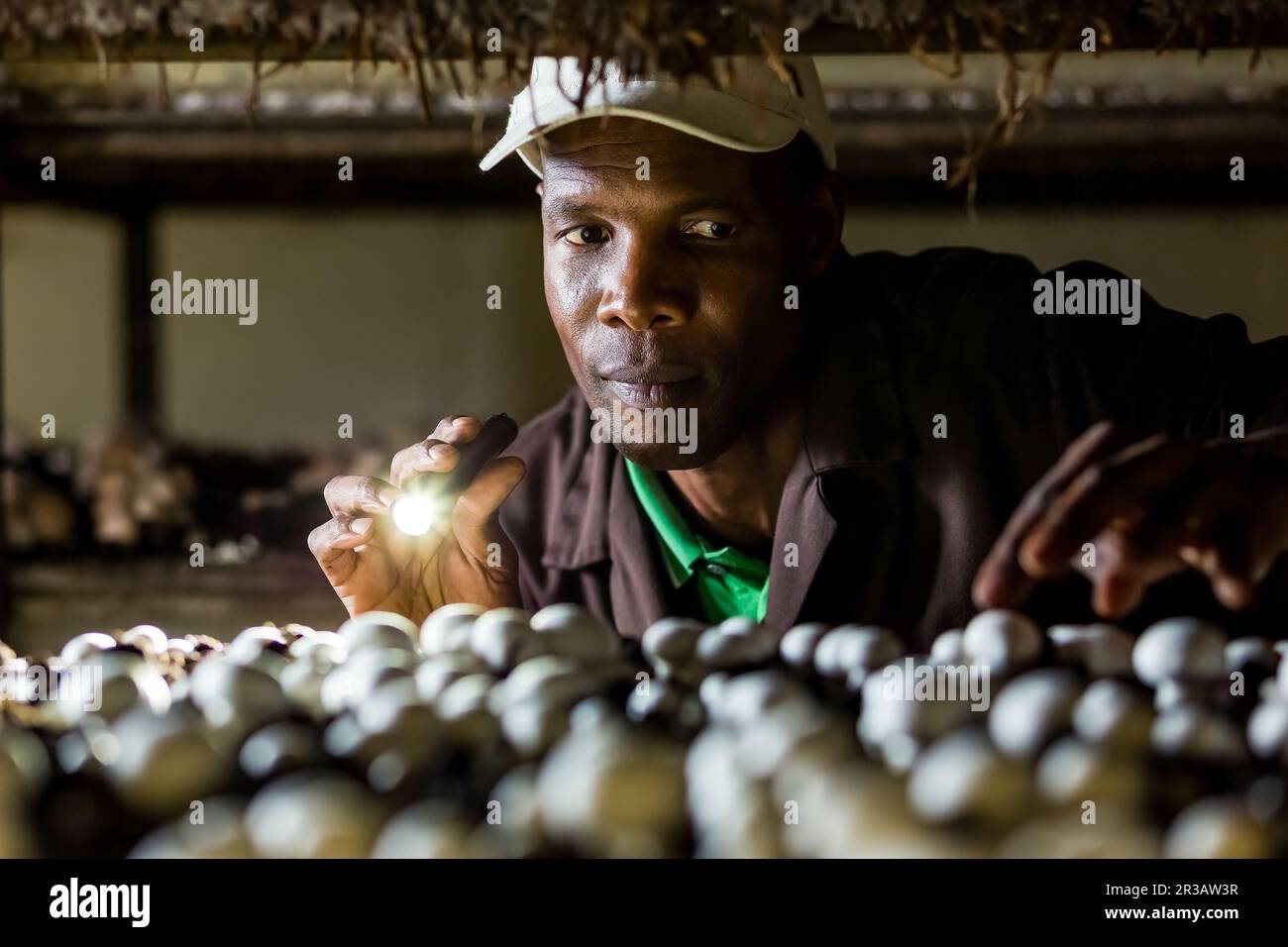 Inside a Commercial Mushroom Farm and packaging facility Stock Photo ...