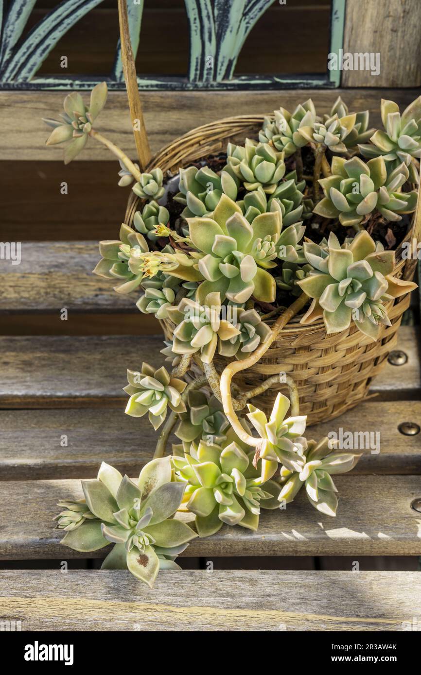 Sunny plant container hi-res stock photography and images - Alamy