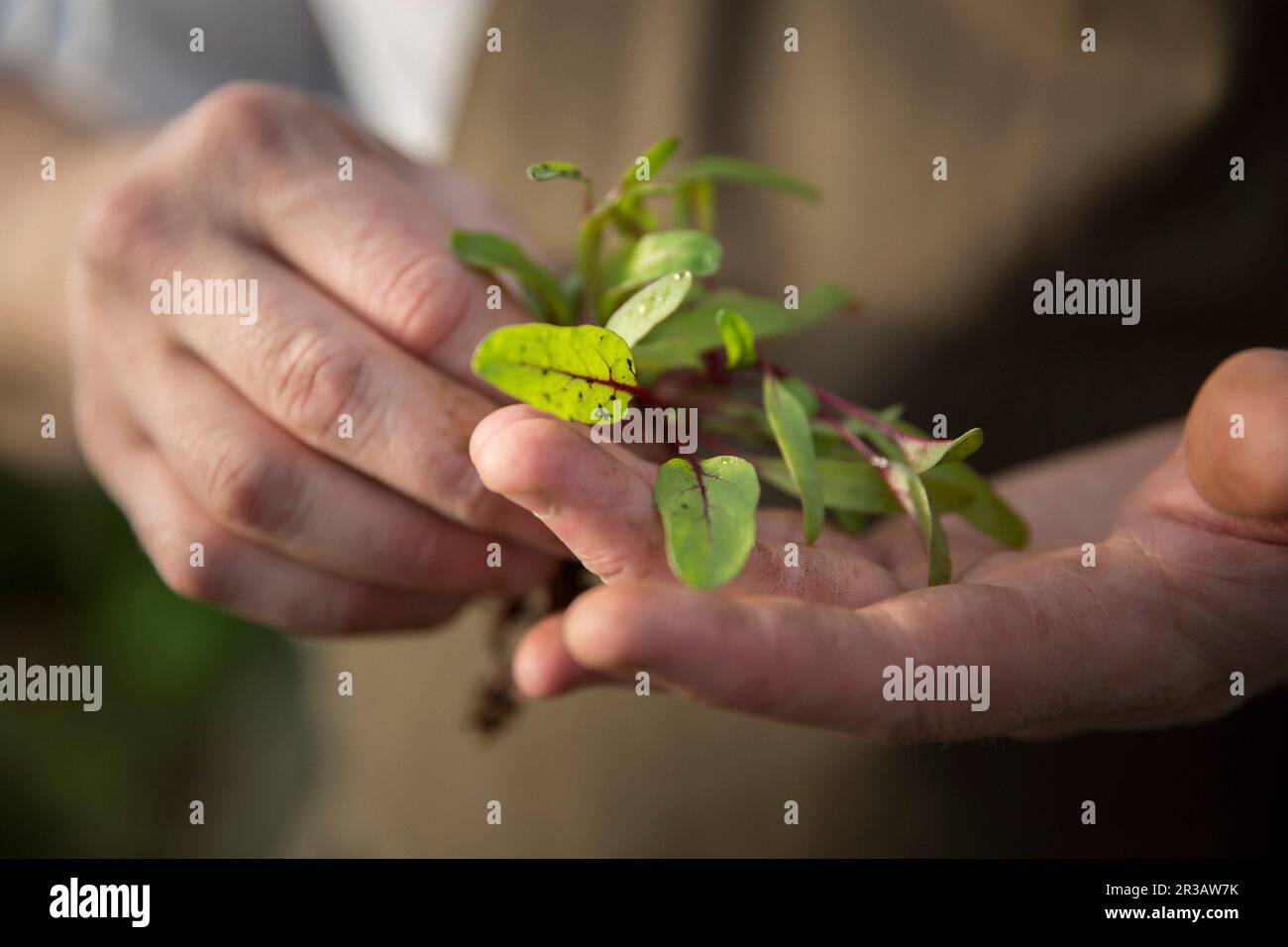 Young plantlet hi-res stock photography and images - Alamy