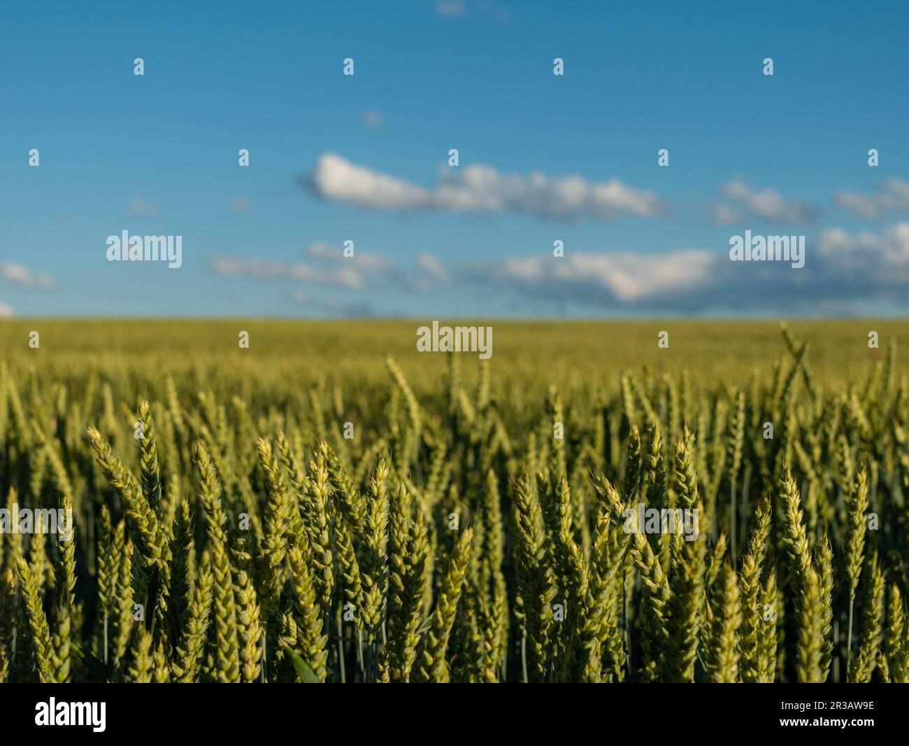 Wheat field just before the harvest Stock Photo - Alamy