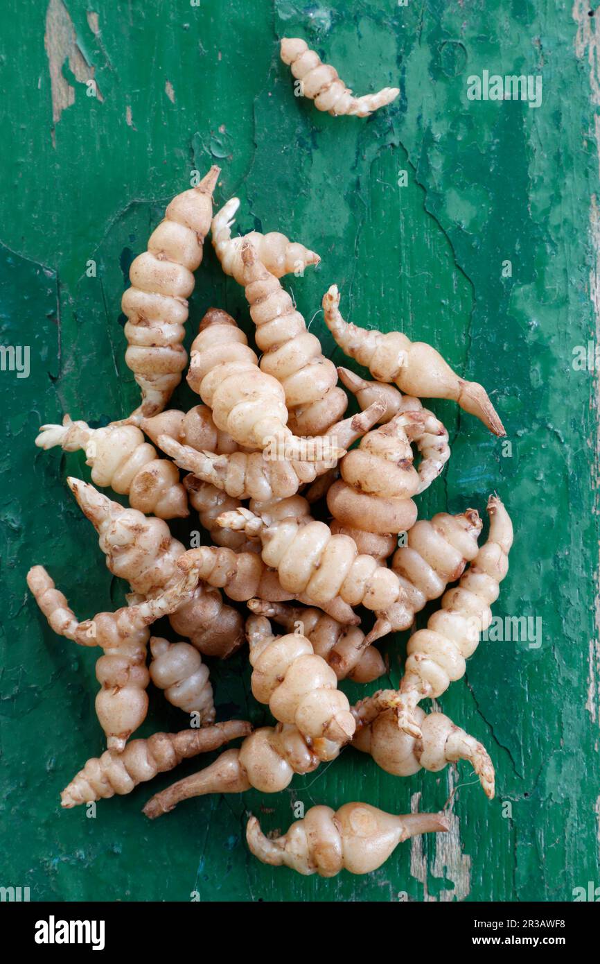 Chinese artichokes (Stachys affinis Stock Photo - Alamy