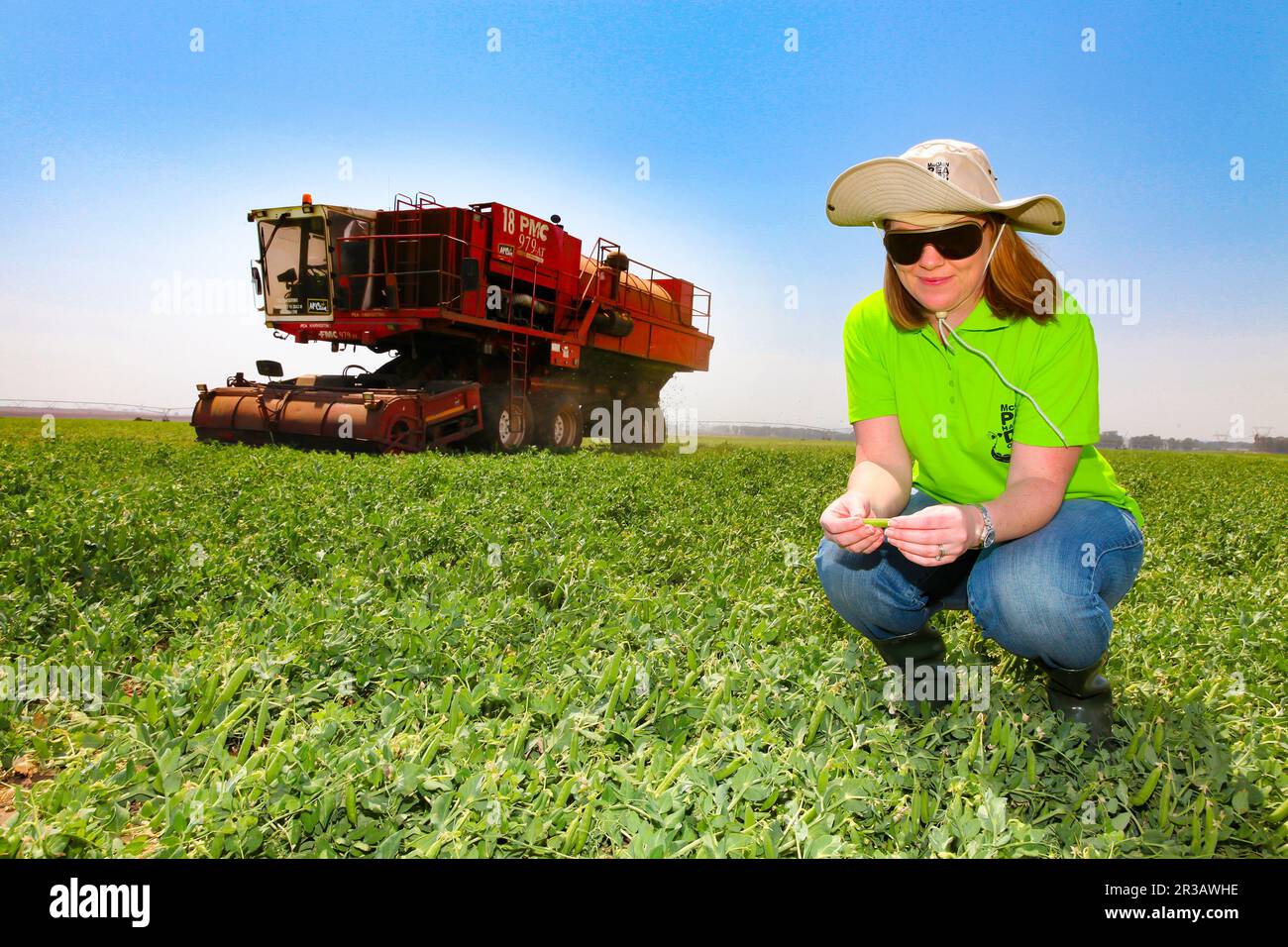Commercial Pea Farming with a Combine Harvester Stock Photo - Alamy