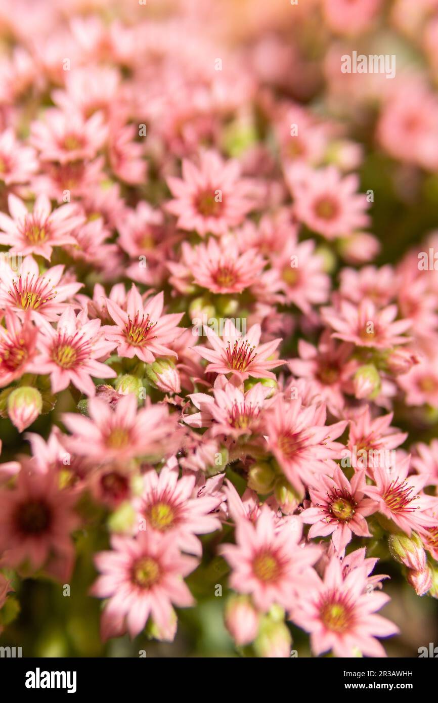 Roots flowers hi-res stock photography and images - Alamy