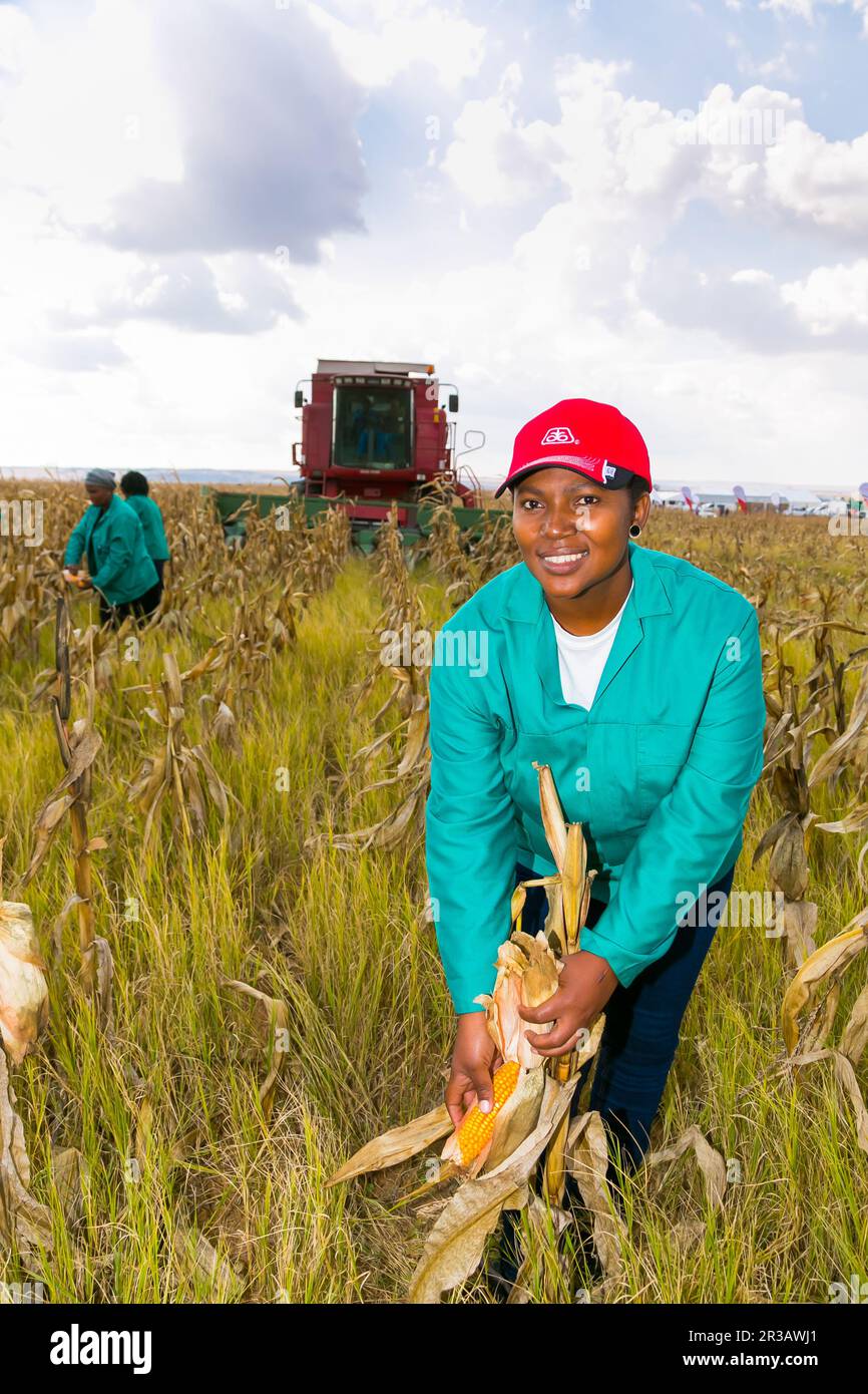 Modern maize harvester harvesting corn hi-res stock photography and ...