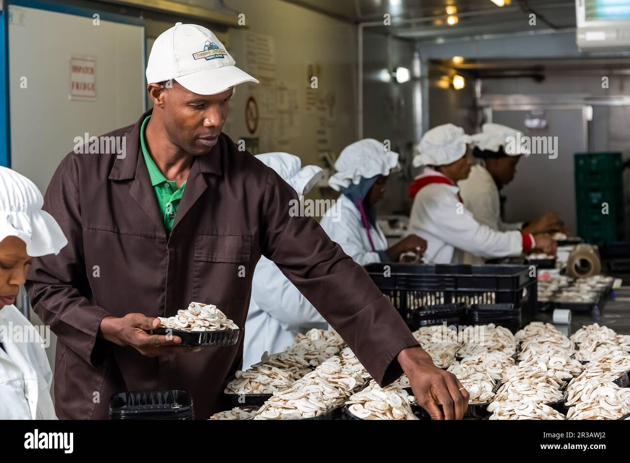 Inside a Commercial Mushroom Farm and packaging facility Stock Photo ...