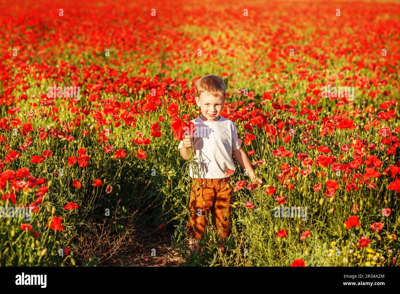 Cute little boy with poppy flower on poppy field on hot summer evening ...