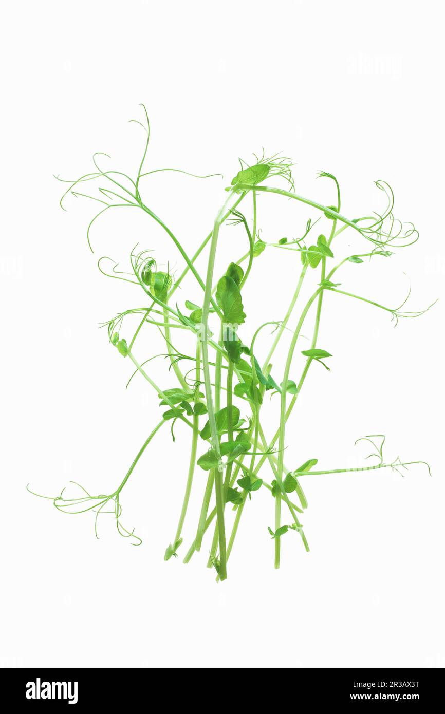 Fresh pea sprouts against a white background Stock Photo - Alamy