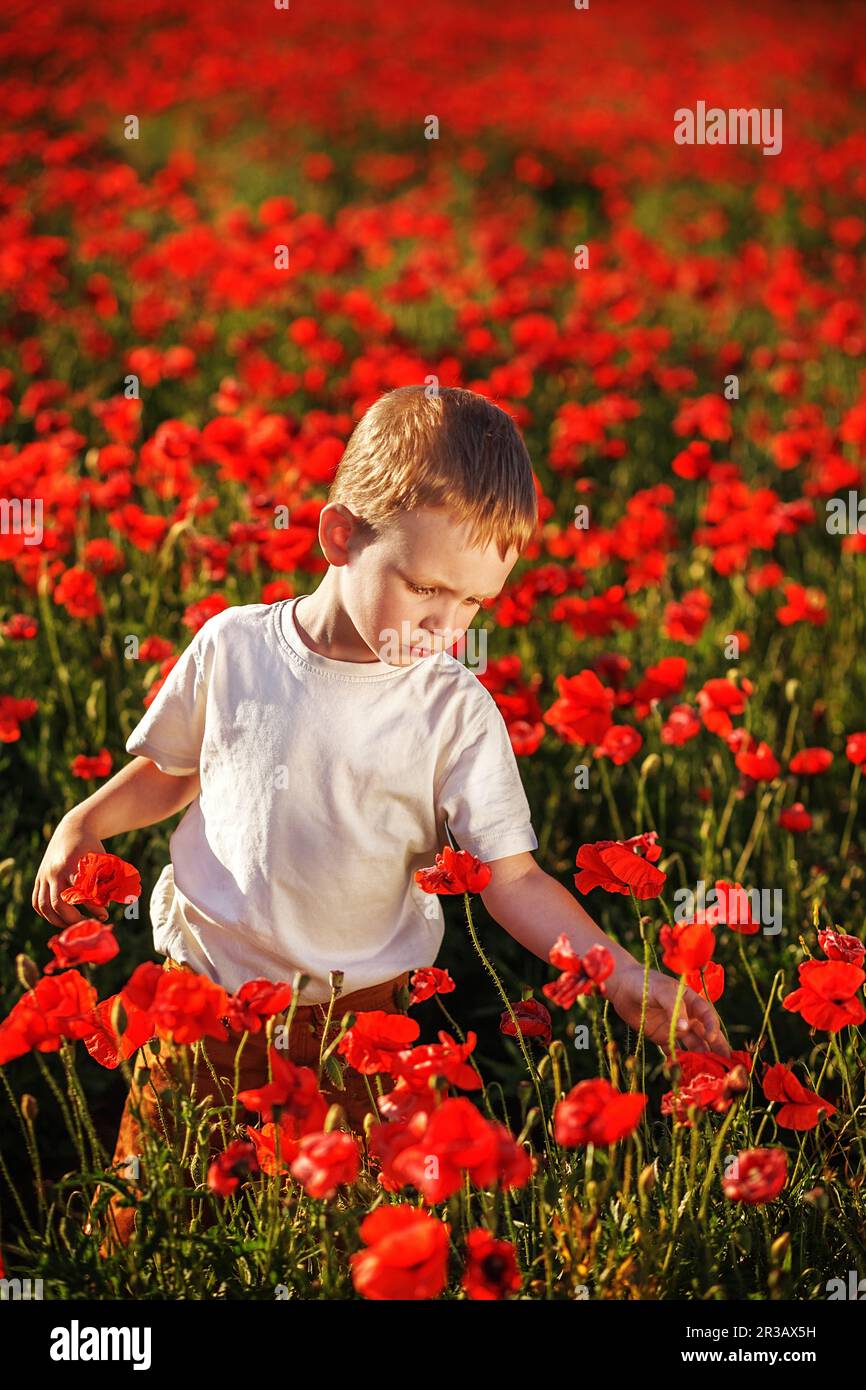 Cute little boy with poppy flower on poppy field on hot summer day ...