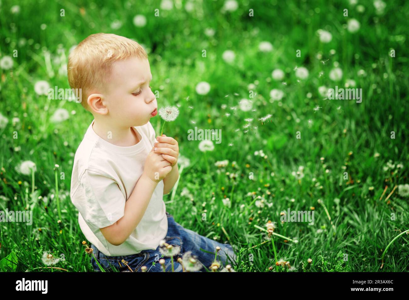 Adorable blonde little boy blowing on a dandelion on a green spring ...