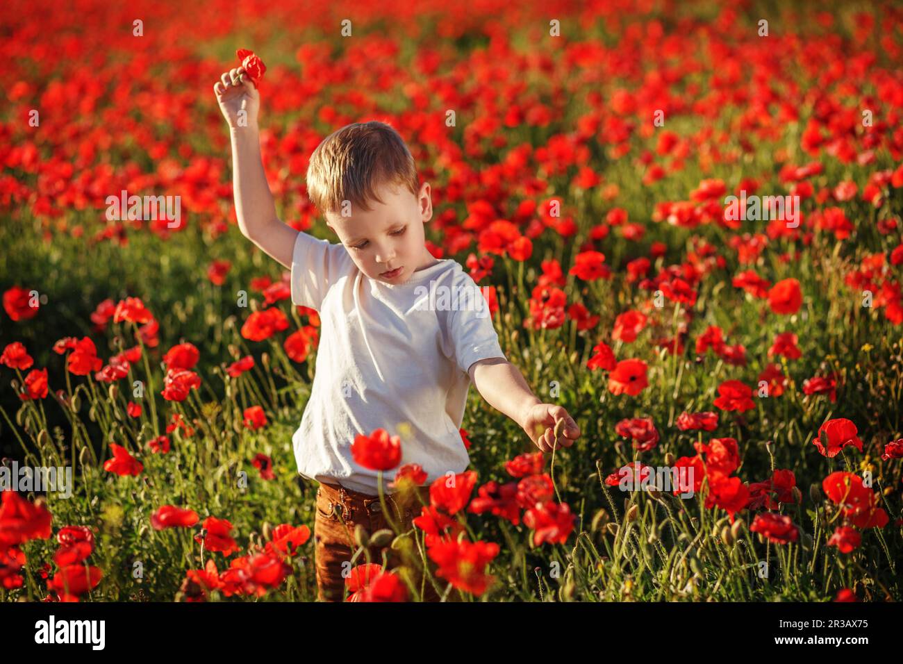 Cute little boy with poppy flower on poppy field on hot summer evening ...