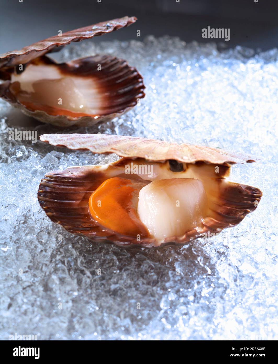 Fresh scallops on ice hi-res stock photography and images - Alamy
