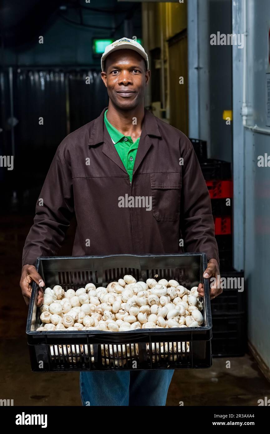 Mushroom processing hi-res stock photography and images - Alamy