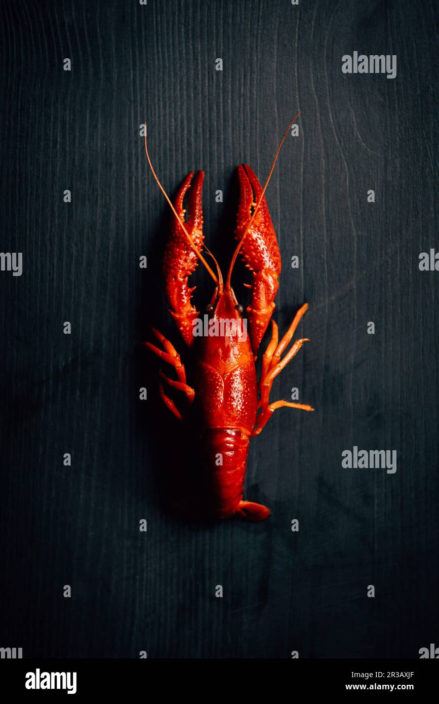 One single boiled crab hi-res stock photography and images - Alamy