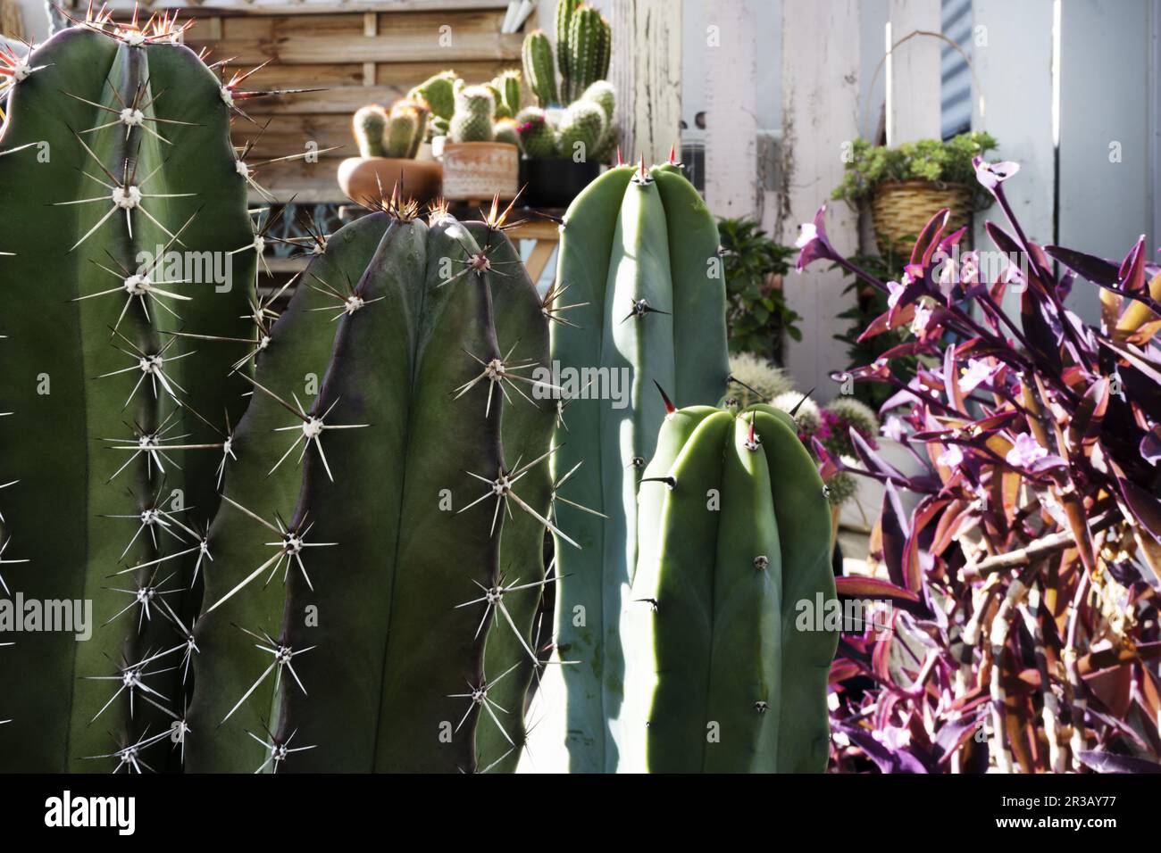 Living in areas of extreme heat, cacti carry out gas exchange during ...