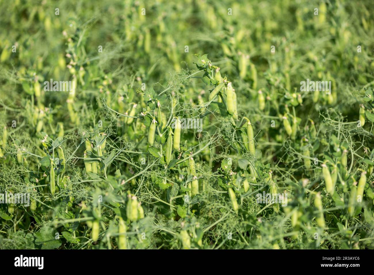A large field of green peas. Growing green peas on an industrial scale ...