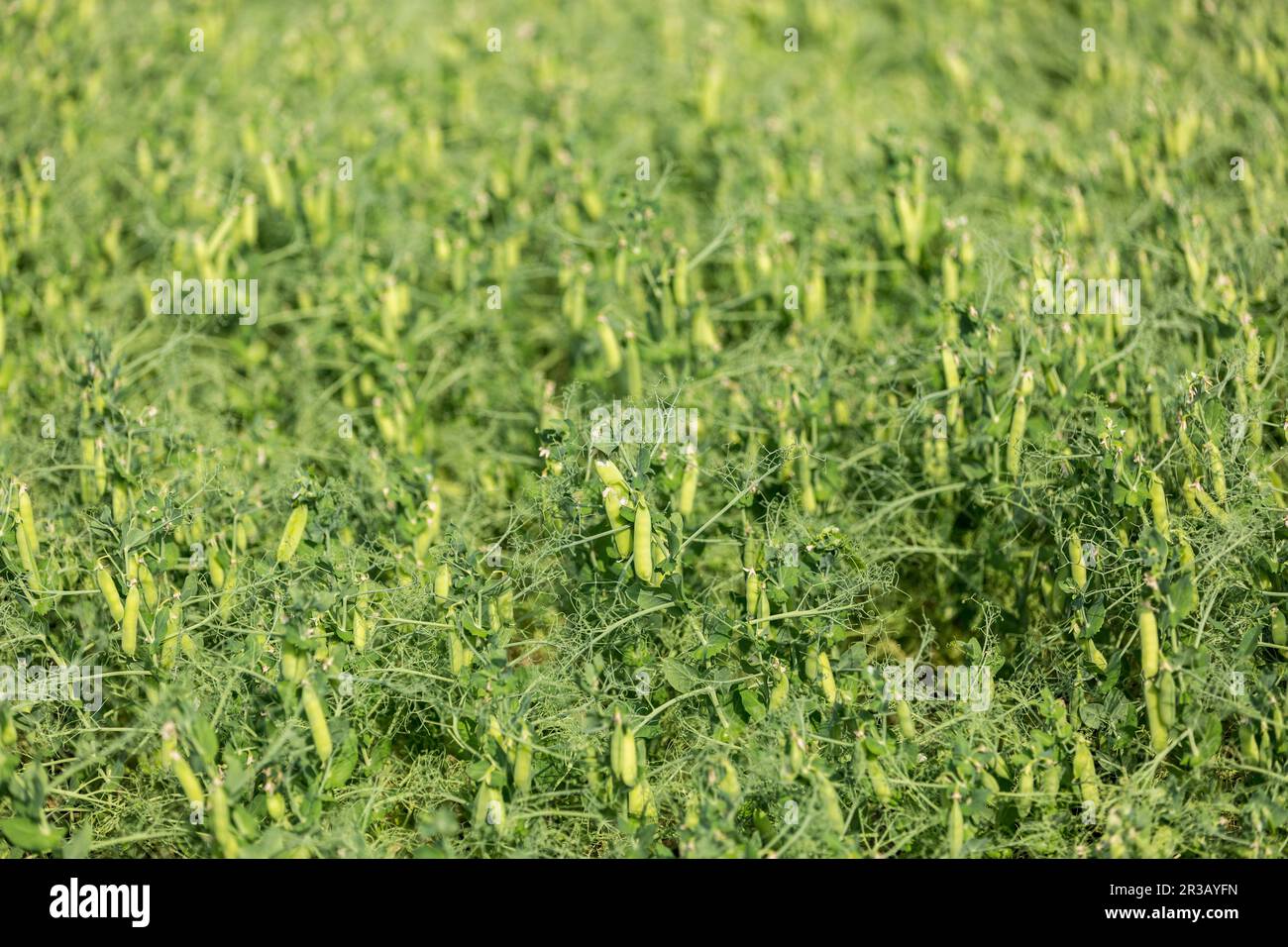 A large field of green peas. Growing green peas on an industrial scale ...