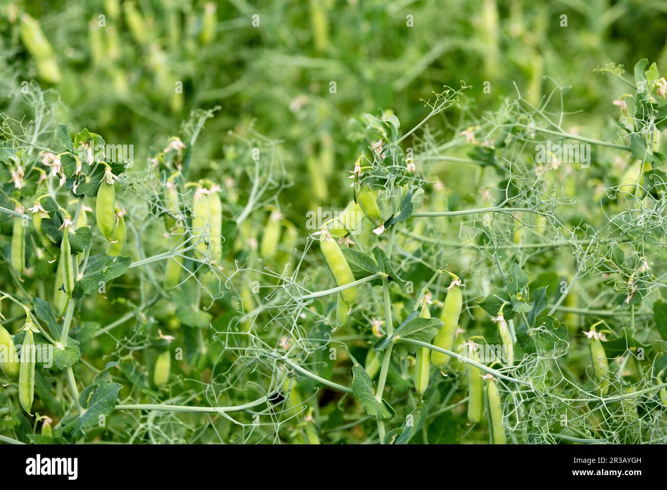 A large field of green peas. Growing green peas on an industrial scale ...